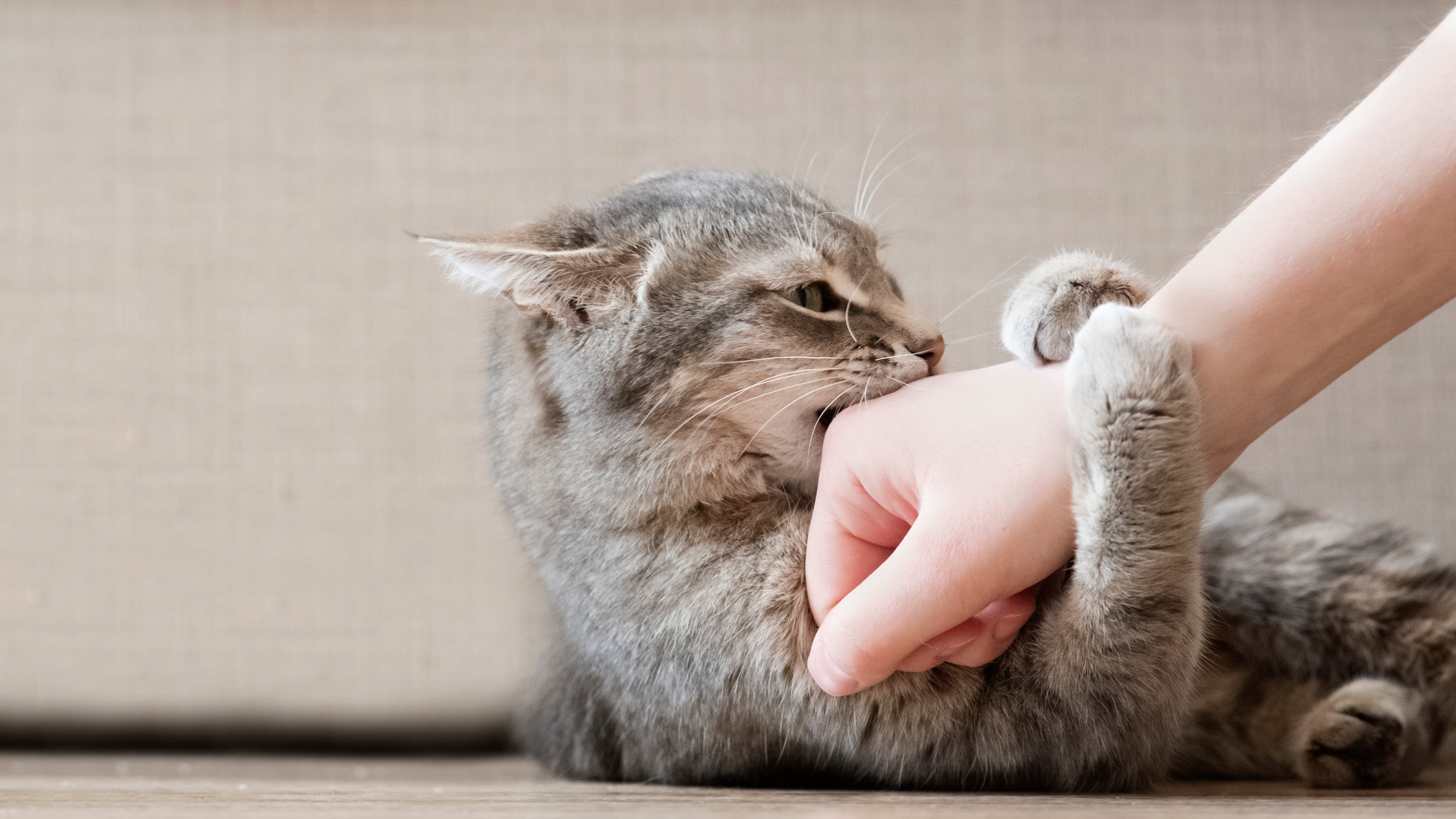Syndrome Du Chat Caressé Mordeur