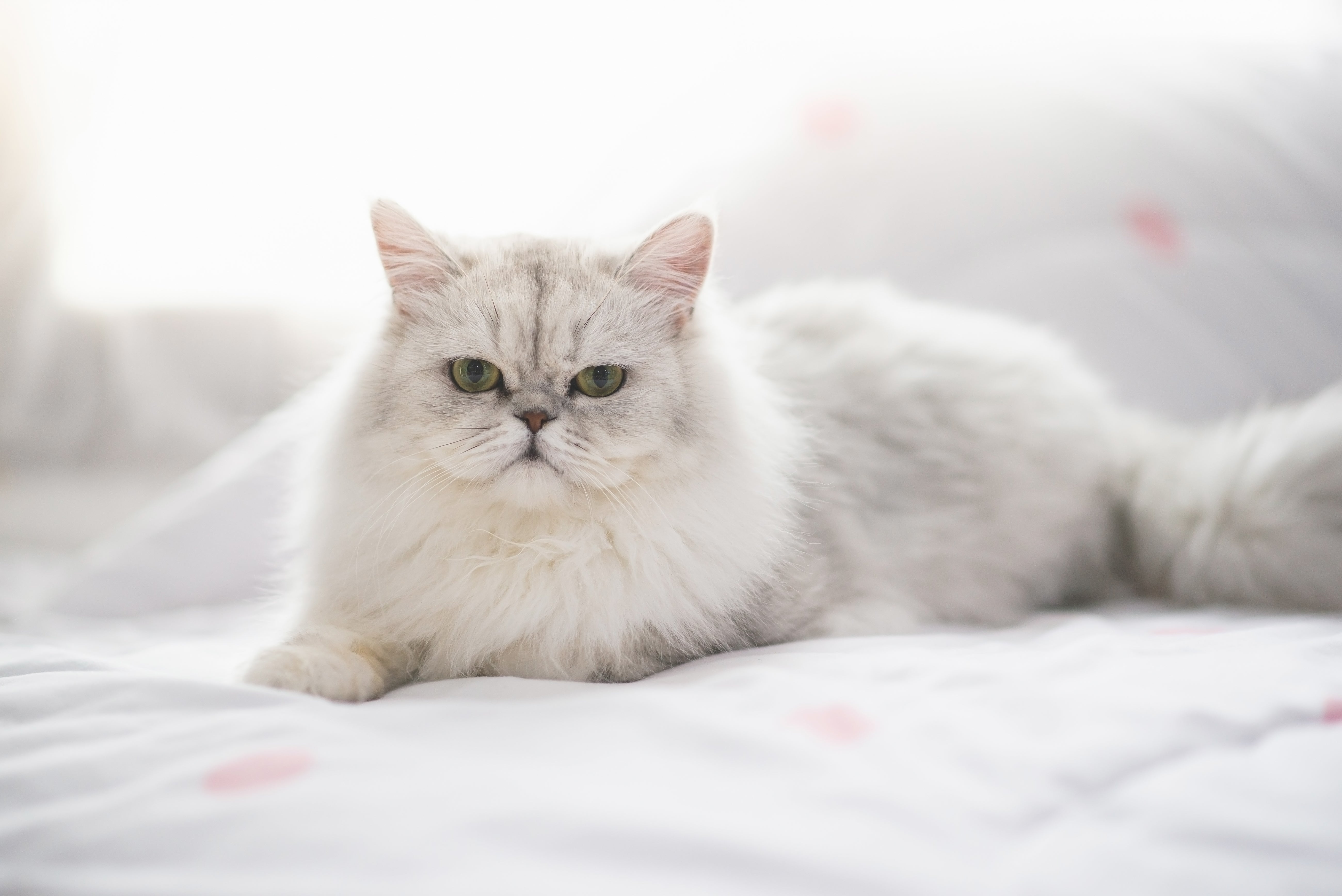 Visage, aplati, nez écrasé : l'hypertype et ses conséquences. – Animaux ...